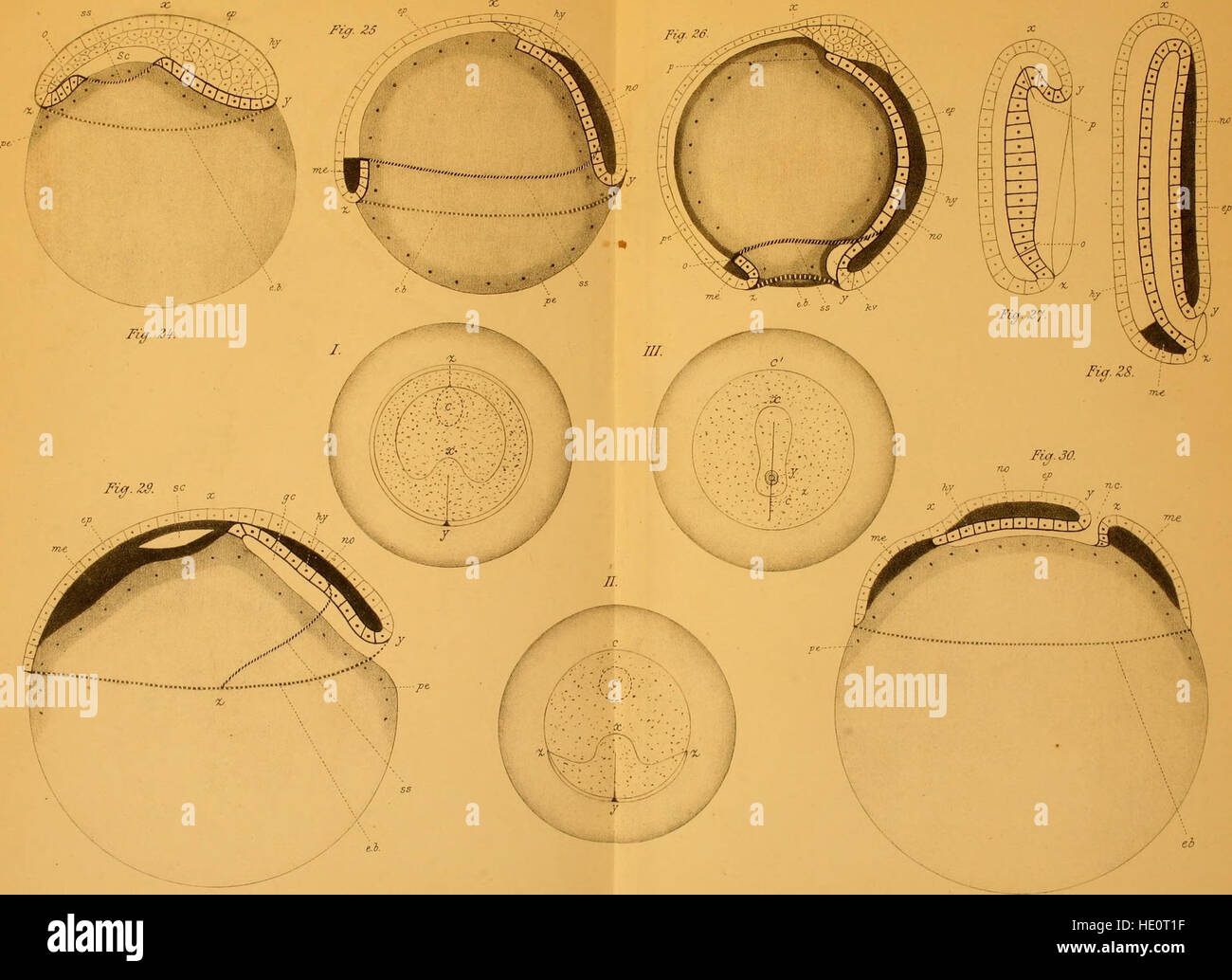The 'Quarterly Journal of Microscopical Science' (1885) is a scientific ...