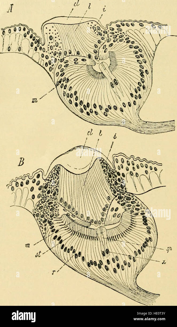 This 1900 textbook covers the embryology of invertebrates, focusing on ...