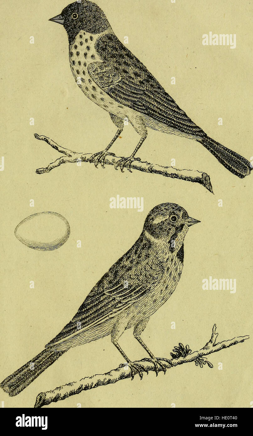 A comprehensive study of English songbirds and popular foreign species ...