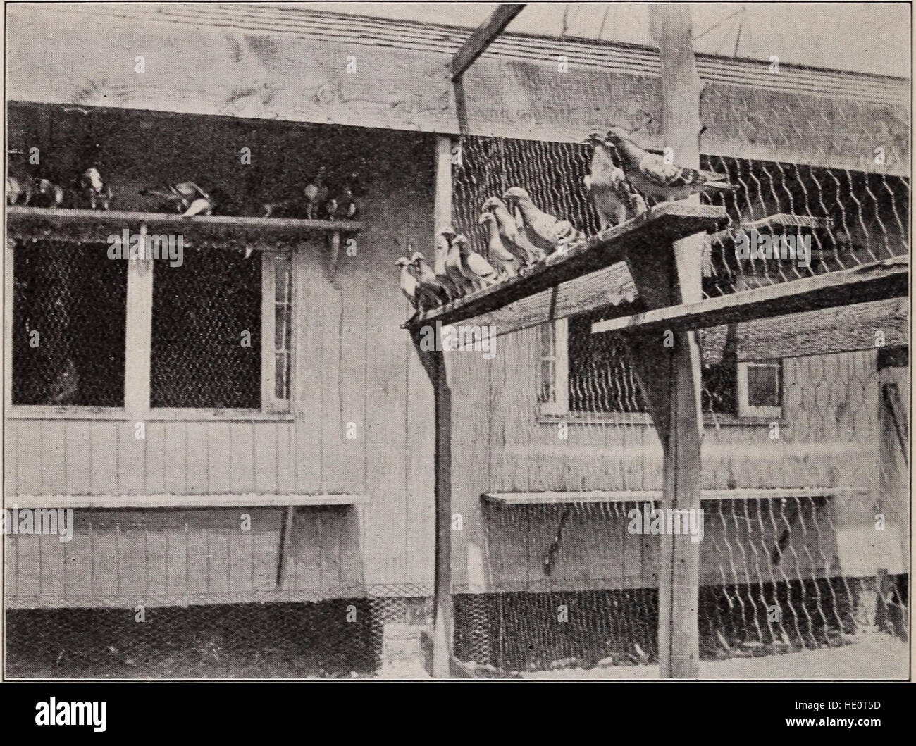 A 1913 educational work on domestic birds, covering the basics of ...