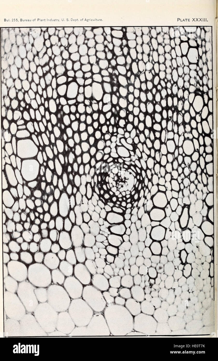 *The Structure and Development of Crown Gall* examines the formation of ...