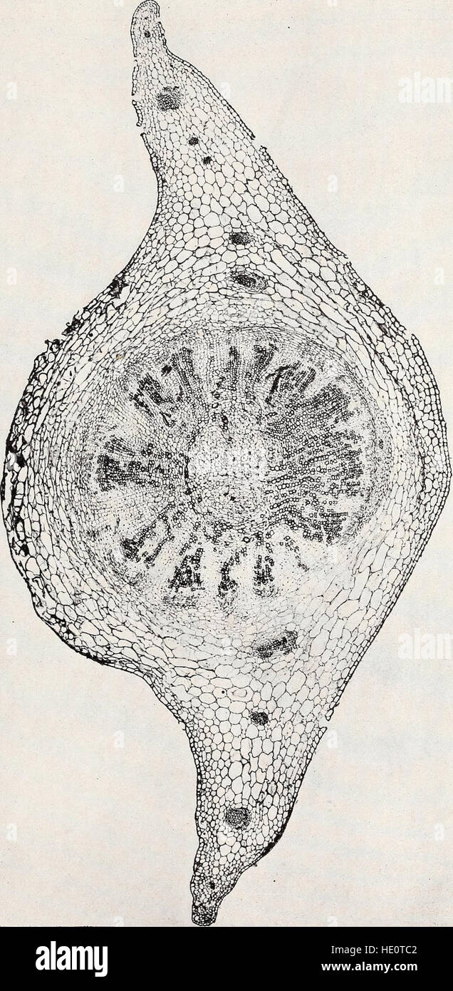 This 1912 study explores the biology and pathology of crown gall, a ...