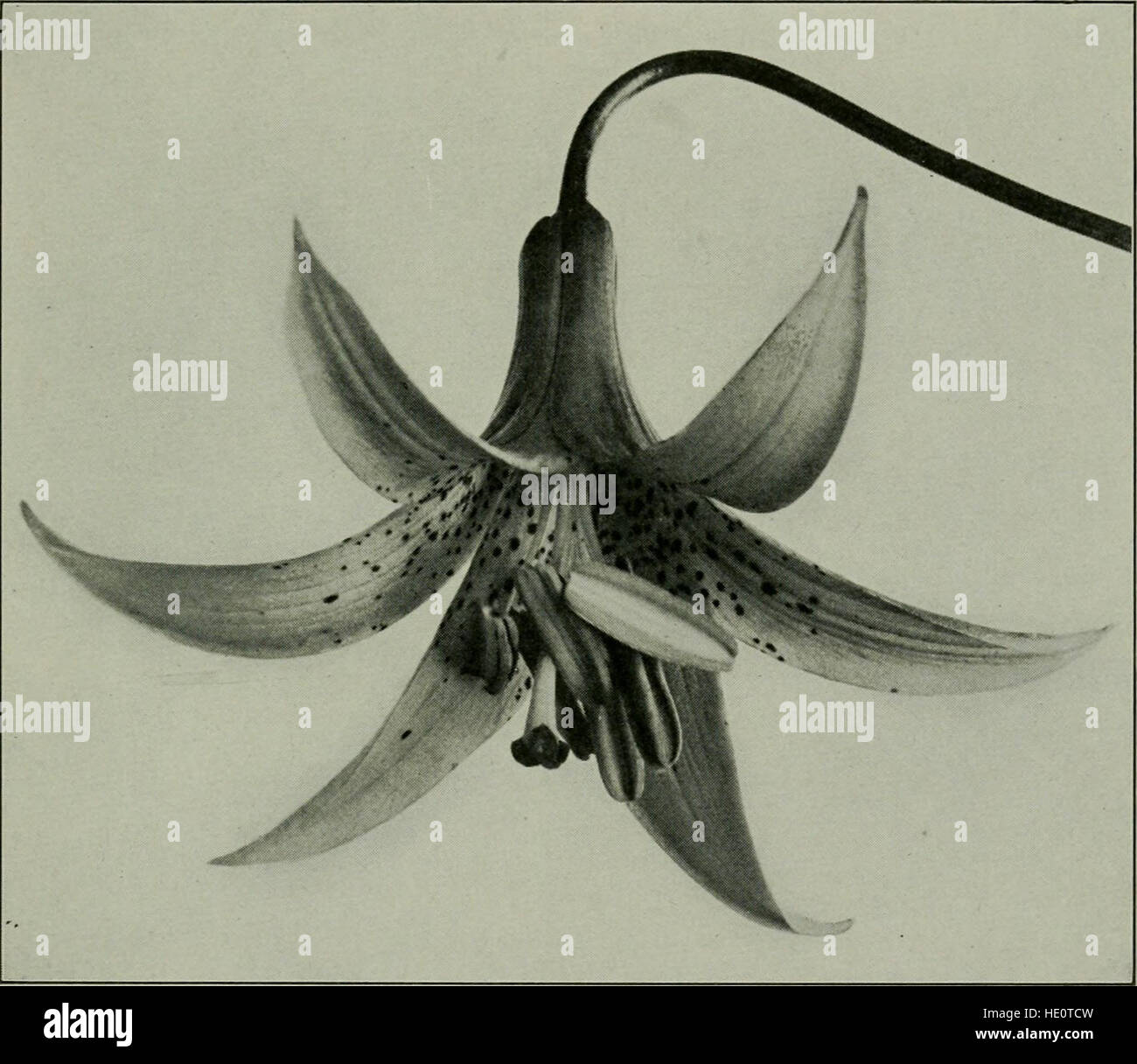 This 1918 work explores the vital relationship between flowering plants ...