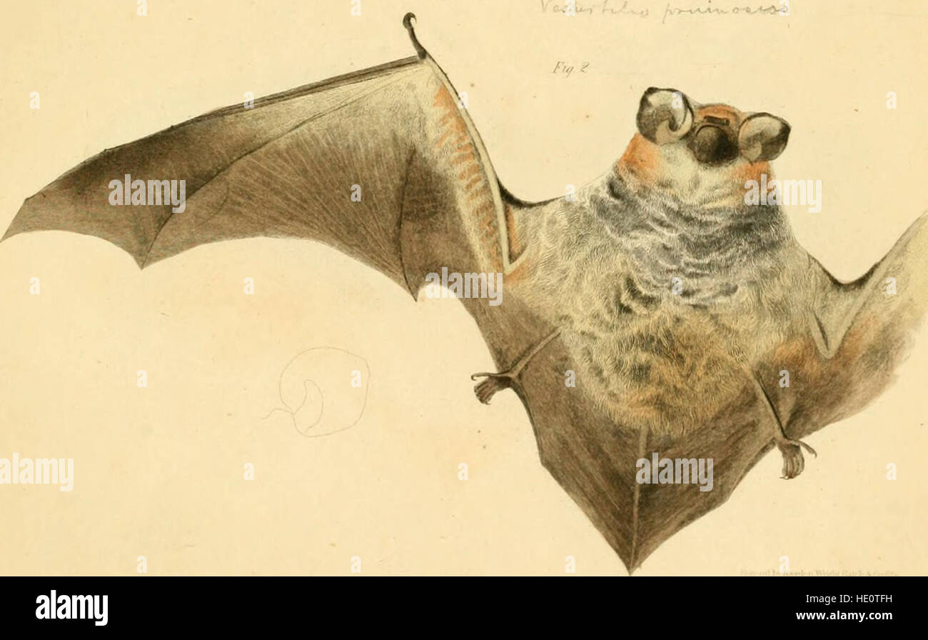 A 1842 work documenting the natural history of New York, including the ...