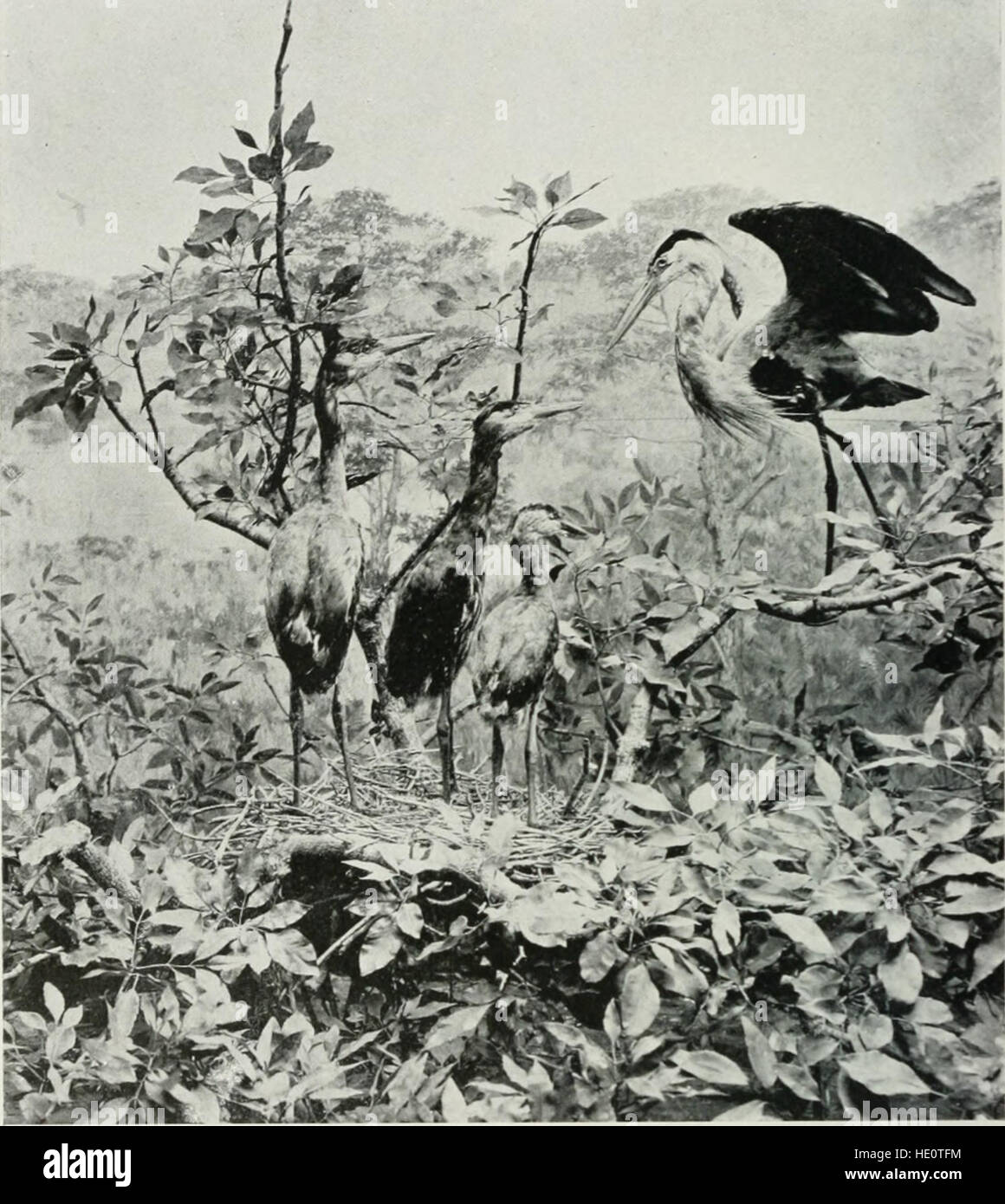 *Natural History* explores the physical characteristics, habitats, and ...