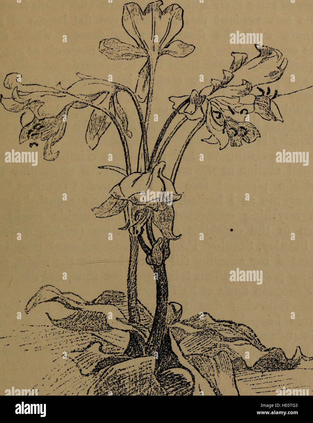 Western congo basin hi-res stock photography and images - Alamy