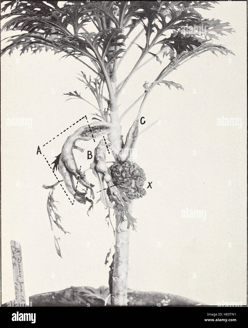 *The Structure and Development of Crown Gall* (1912) examines the ...