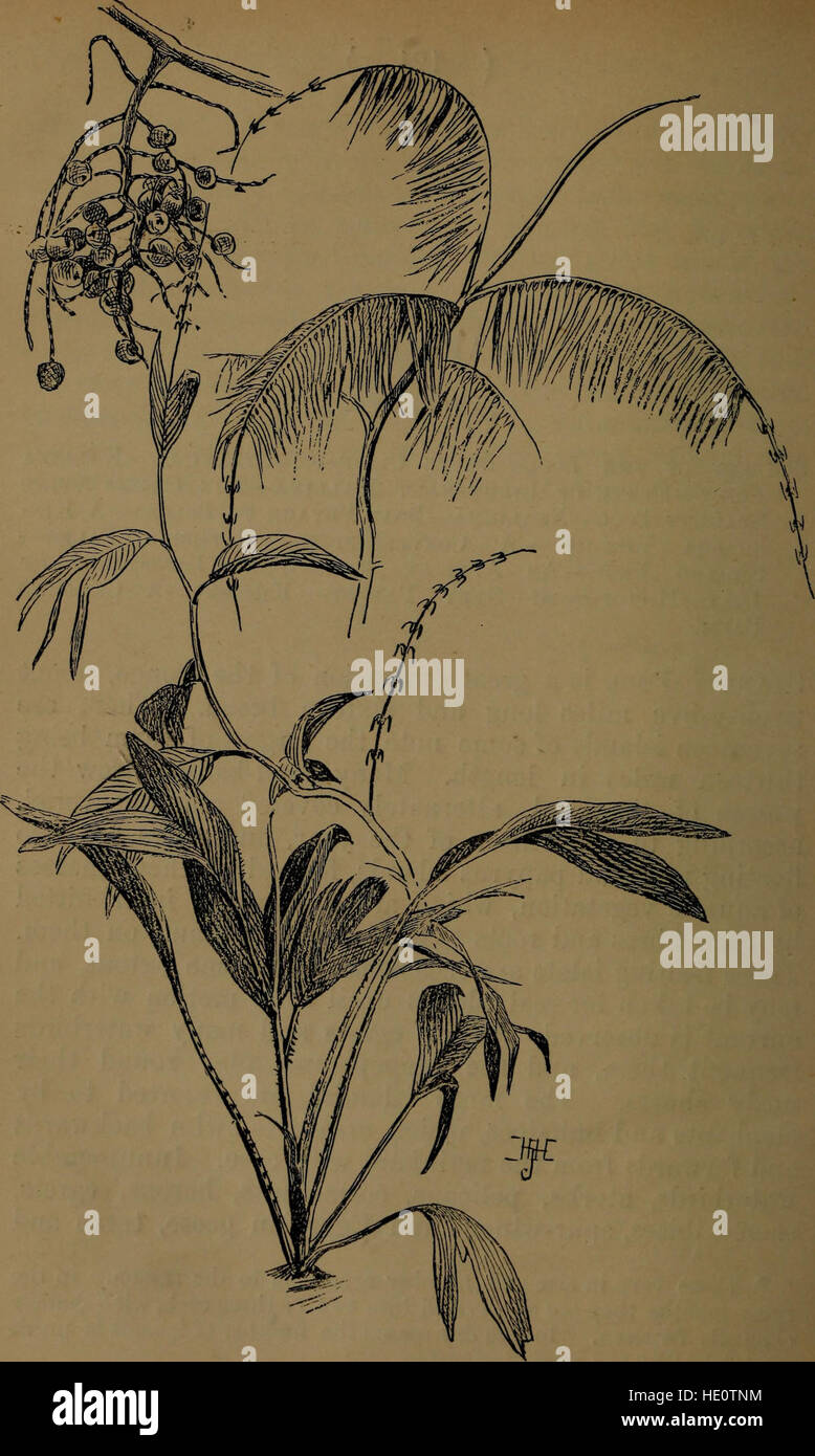 This 1895 publication details the River Congo's journey from its mouth ...