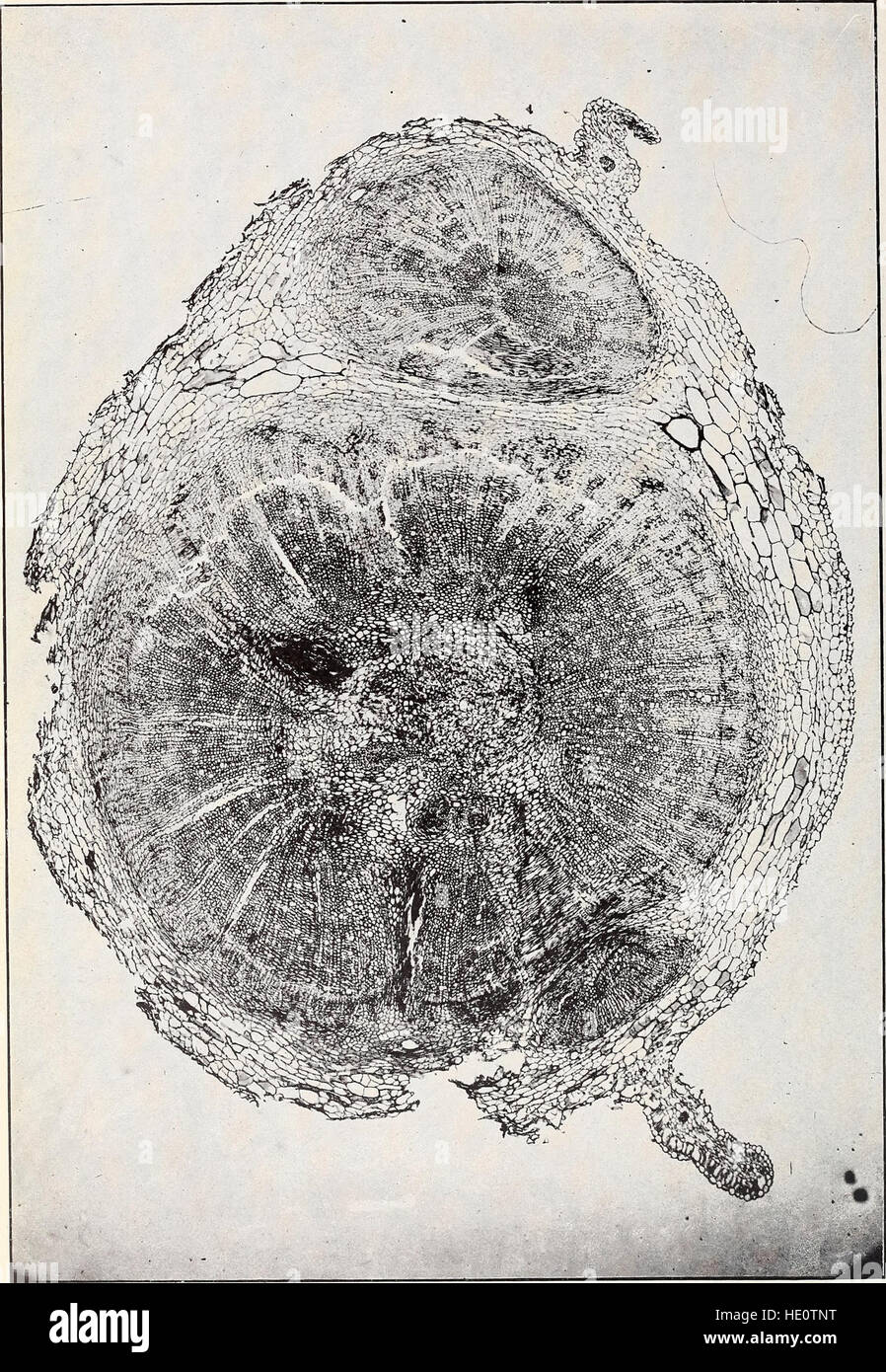 This 1912 work explores the structure and development of crown gall, a ...