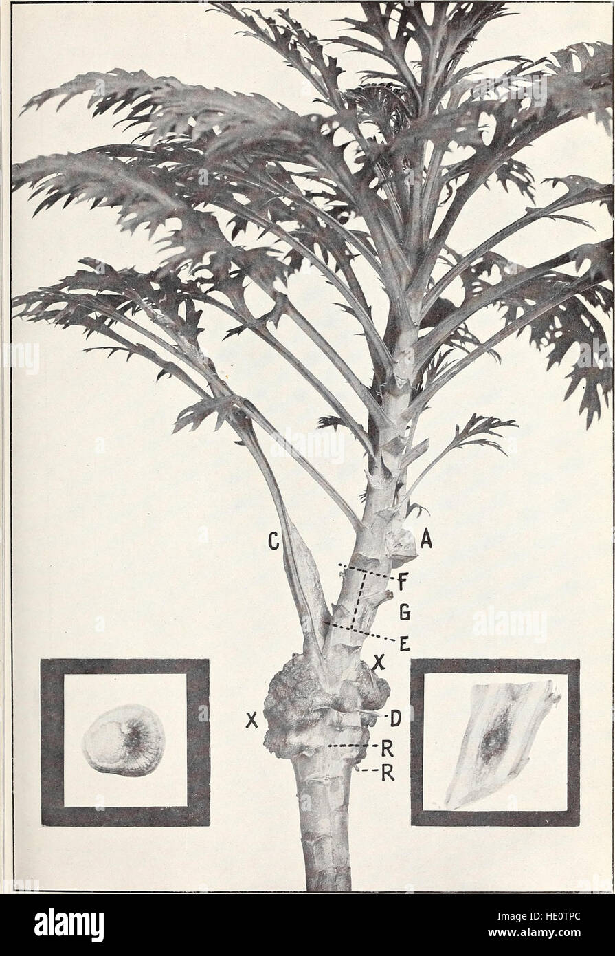 This 1912 study examines the structure and development of crown gall, a ...