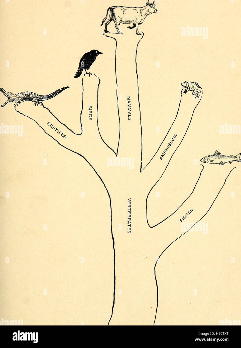 Four footed americans hi-res stock photography and images - Alamy