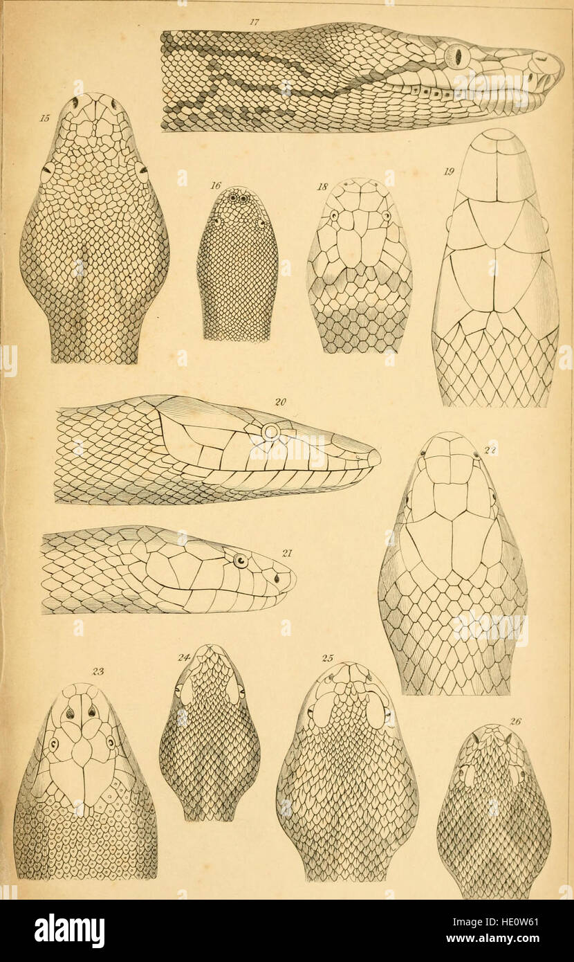 This 1843 essay examines the facial features and expressions of ...