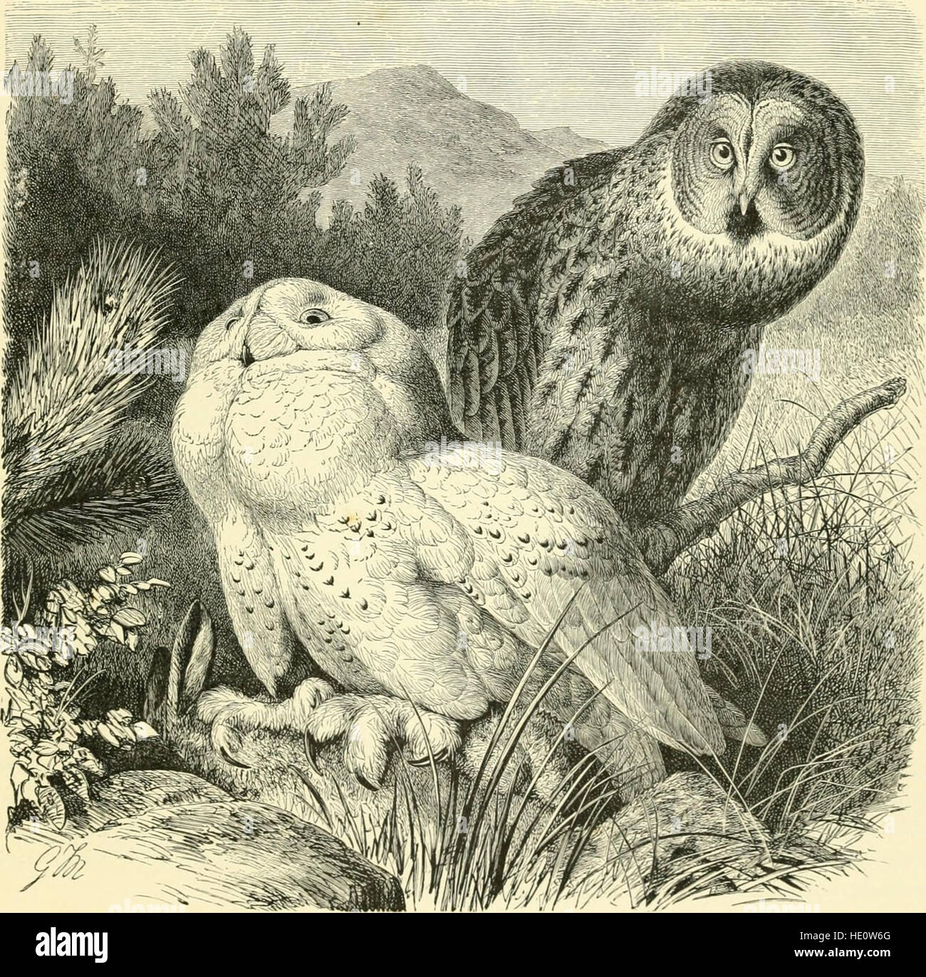 The royal natural history (1893 Stock Photo - Alamy