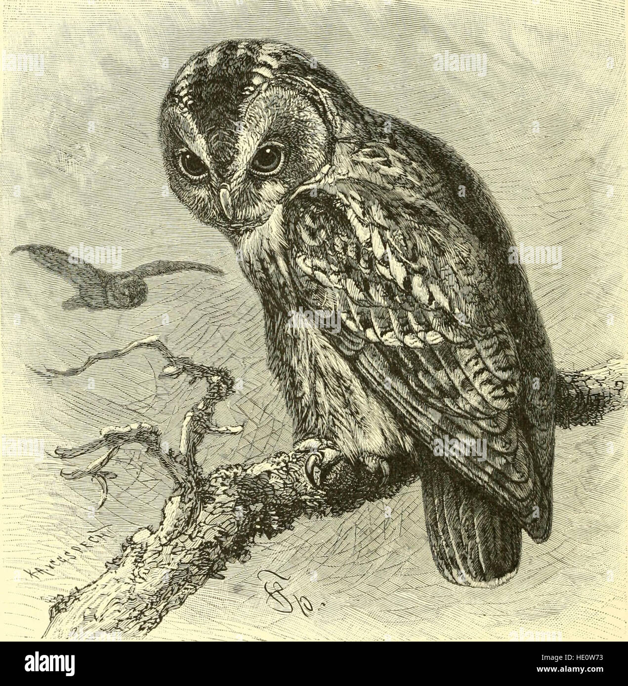 The royal natural history (1893 Stock Photo - Alamy