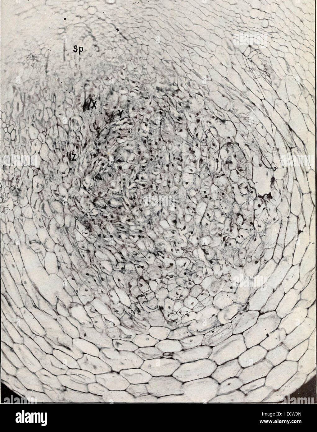 'The Structure and Development of Crown Gall' (1912) discusses the ...
