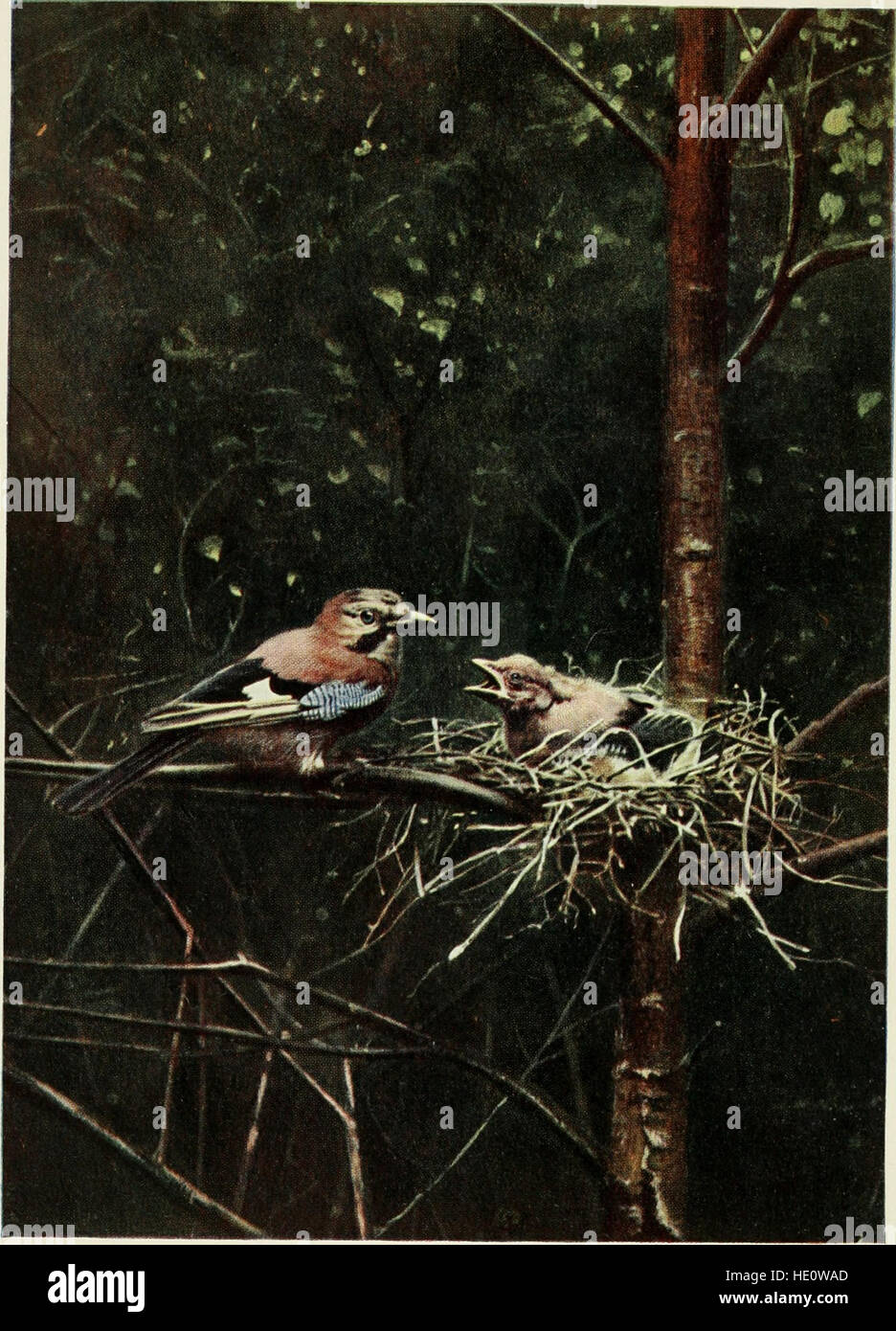 *Baby Birds at Home* (1912) is a children's book that describes the ...