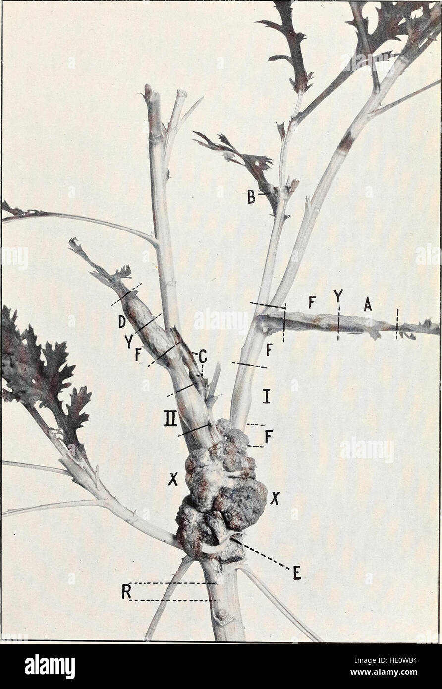 This work examines crown gall, a plant disease caused by bacteria that ...