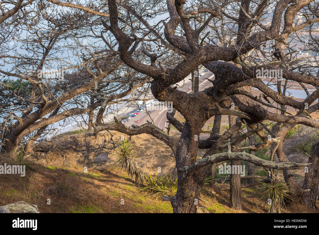 Pine trees at the Guy Fleming trail at Torrey Pines State Natural ...