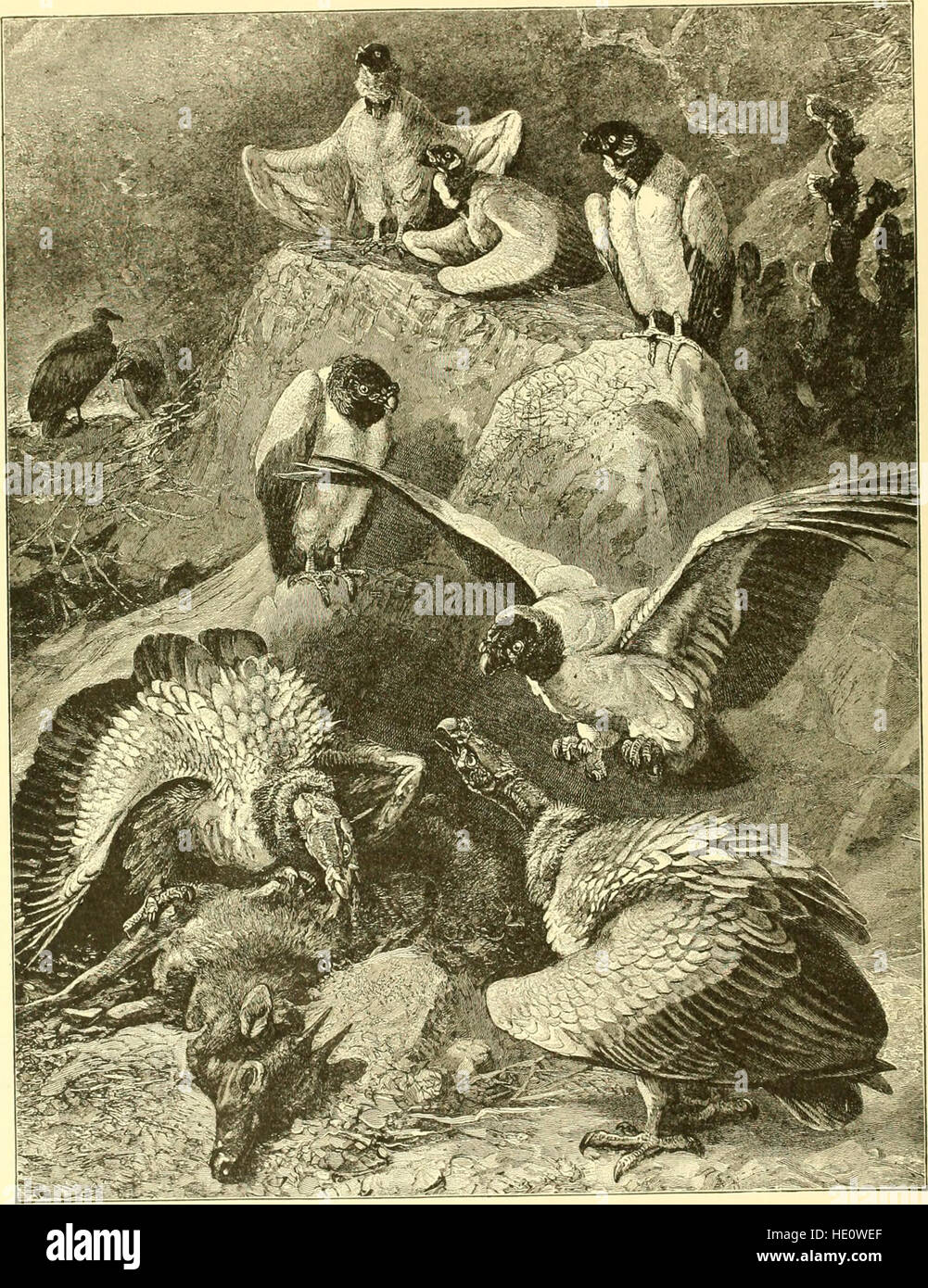 A 1903 adventure book for boys that focuses on hunting and trapping ...