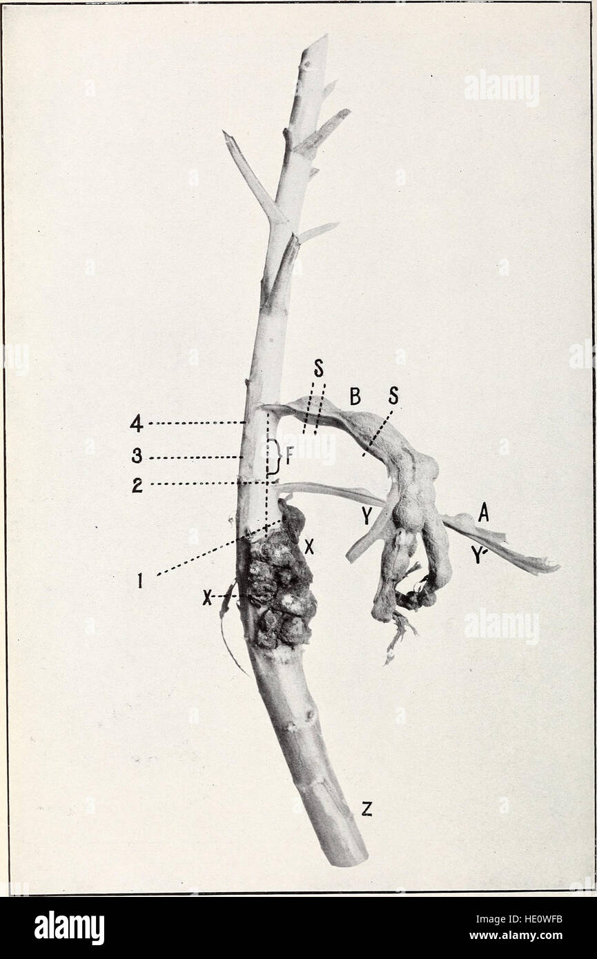 Published in 1912, this work explores the biological mechanisms and ...