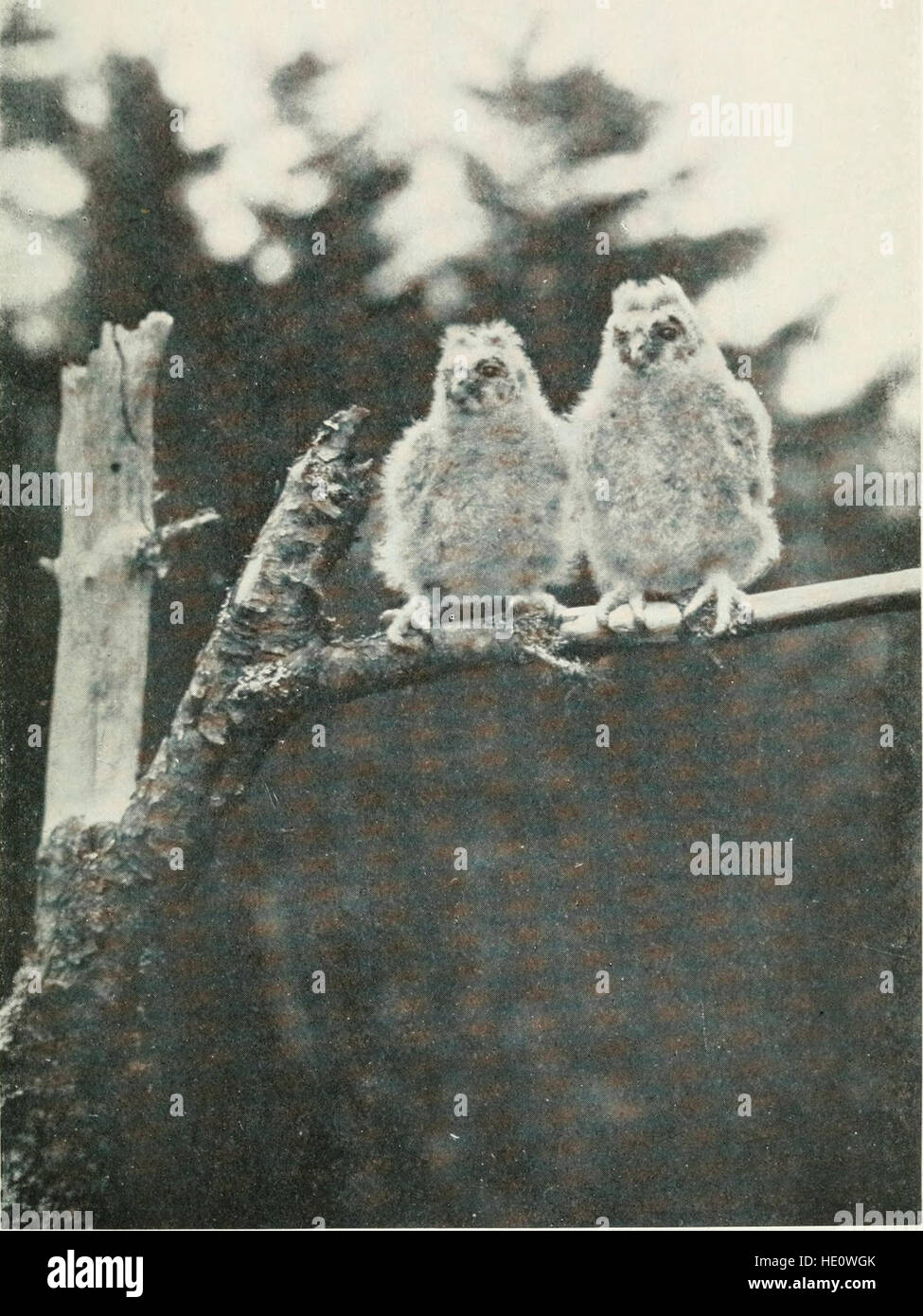 Published in 1912, this book explores the care and observation of baby ...