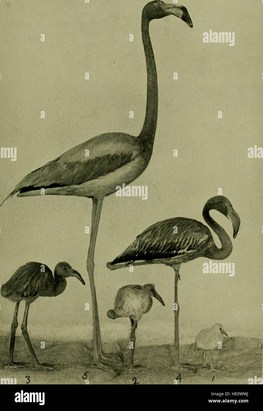 This 1904 publication is a journal dedicated to the study of birds ...