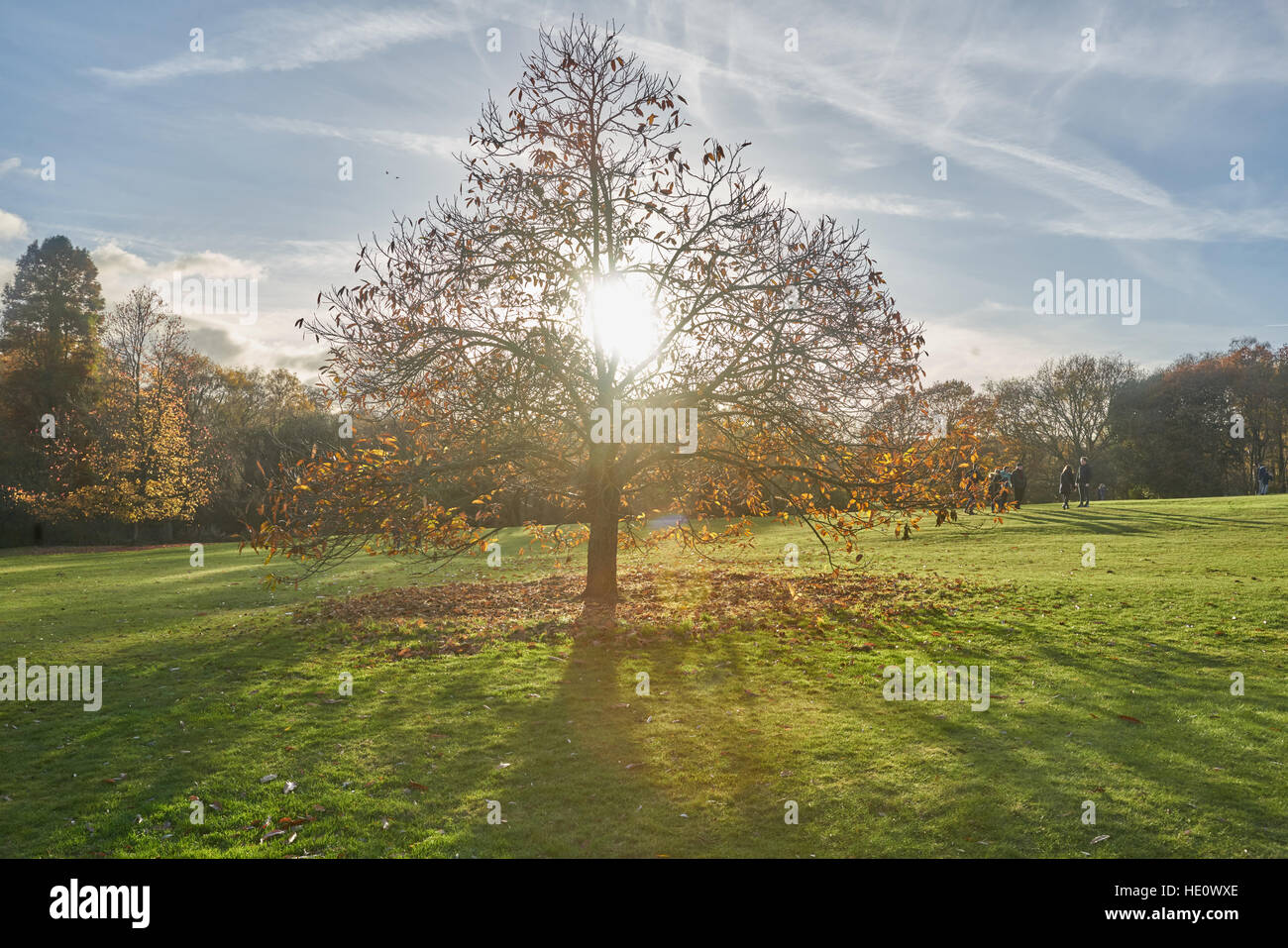 autumn tree, sun shining through tree. tree shadow Stock Photo - Alamy