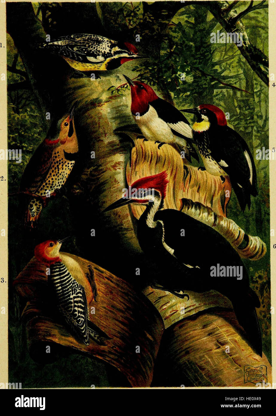 Our native birds of song and beauty, being a complete history of all ...