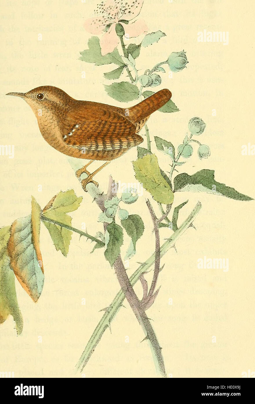 *Coloured Illustrations of British Birds and Their Eggs* (1844 ...