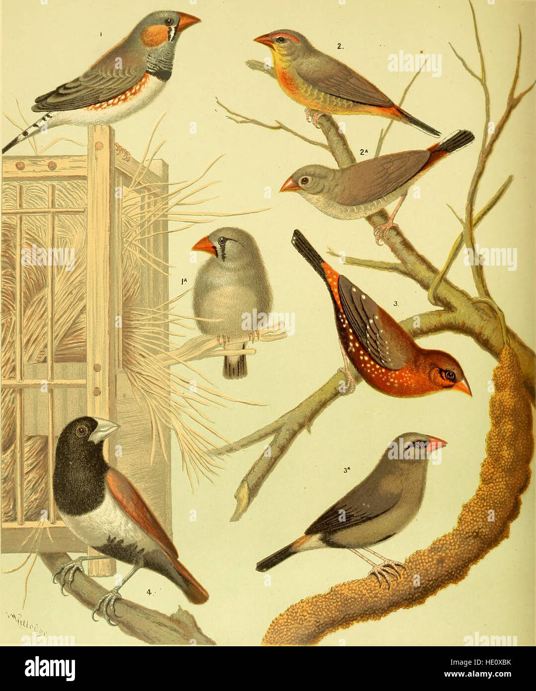 A 1878 illustrated guide to canaries and cage birds, covering both ...