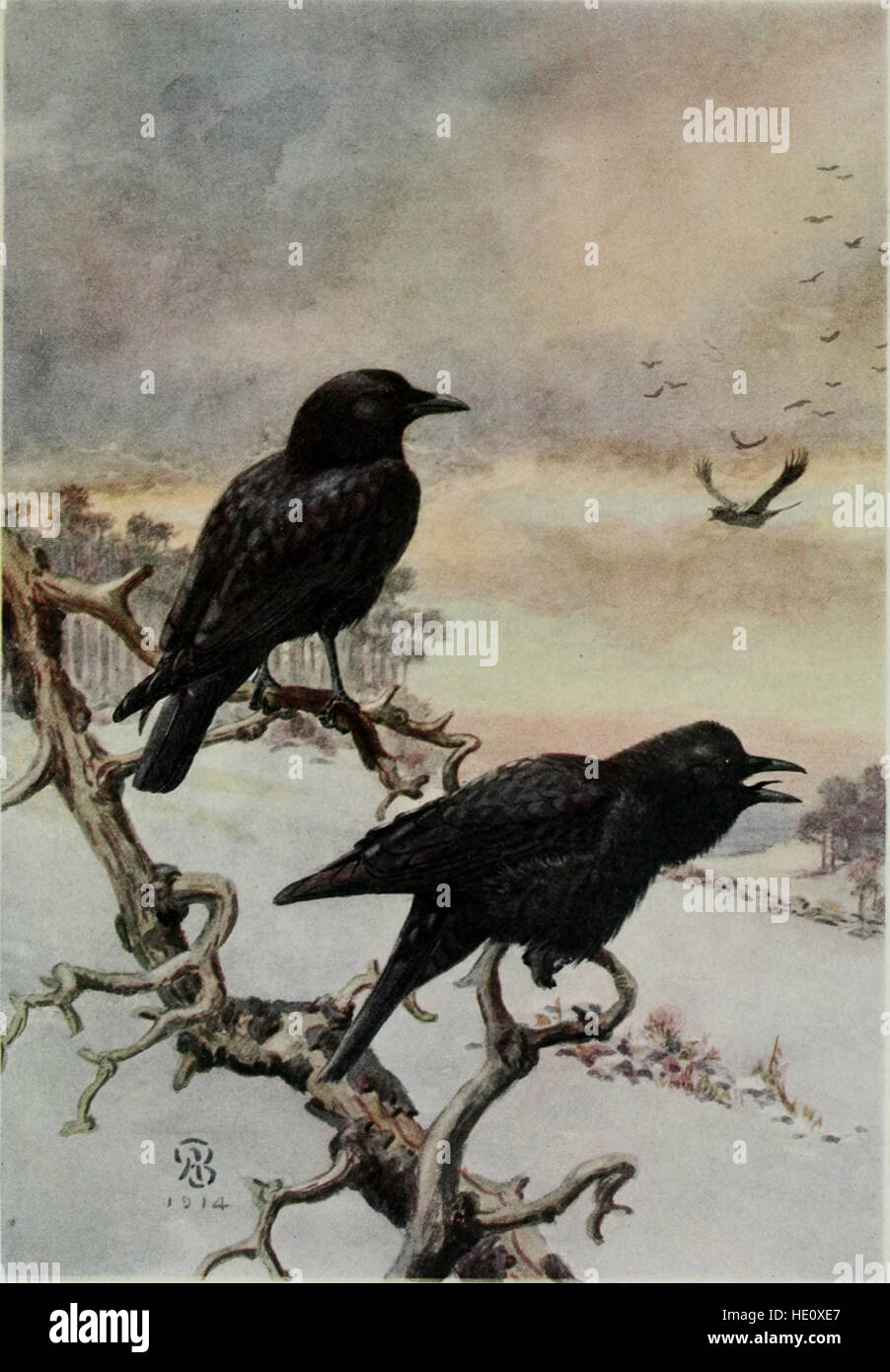 *Bird-lore* (1914) is a publication dedicated to bird watching, bird ...