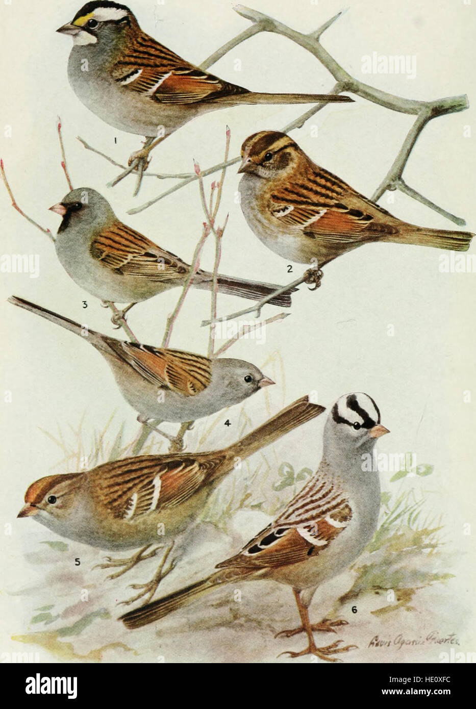 *Bird-lore* from 1912 covers the study of birds, focusing on ...