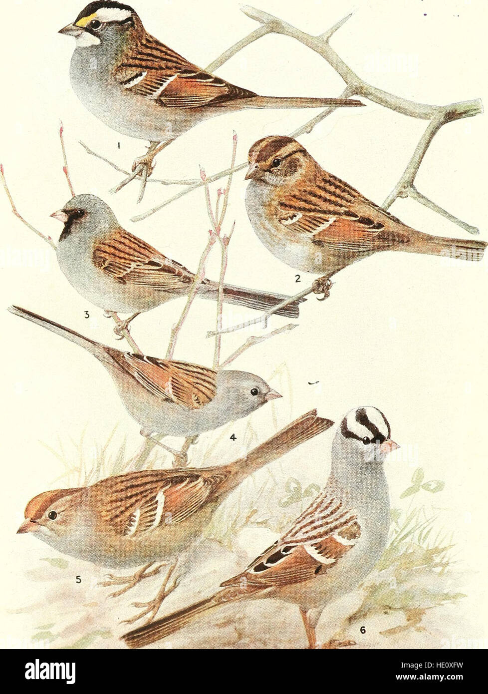 This 1912 journal, *Bird Lore*, provides scientific information on ...