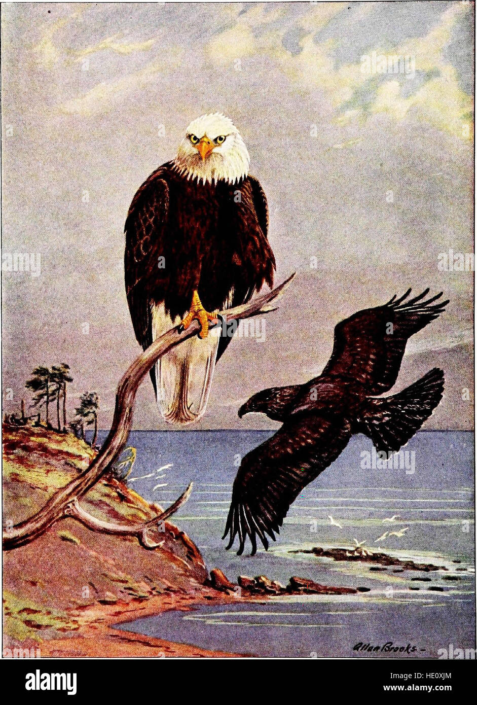 *Falconry, the sport of kings* (1920) explores the ancient practice of ...