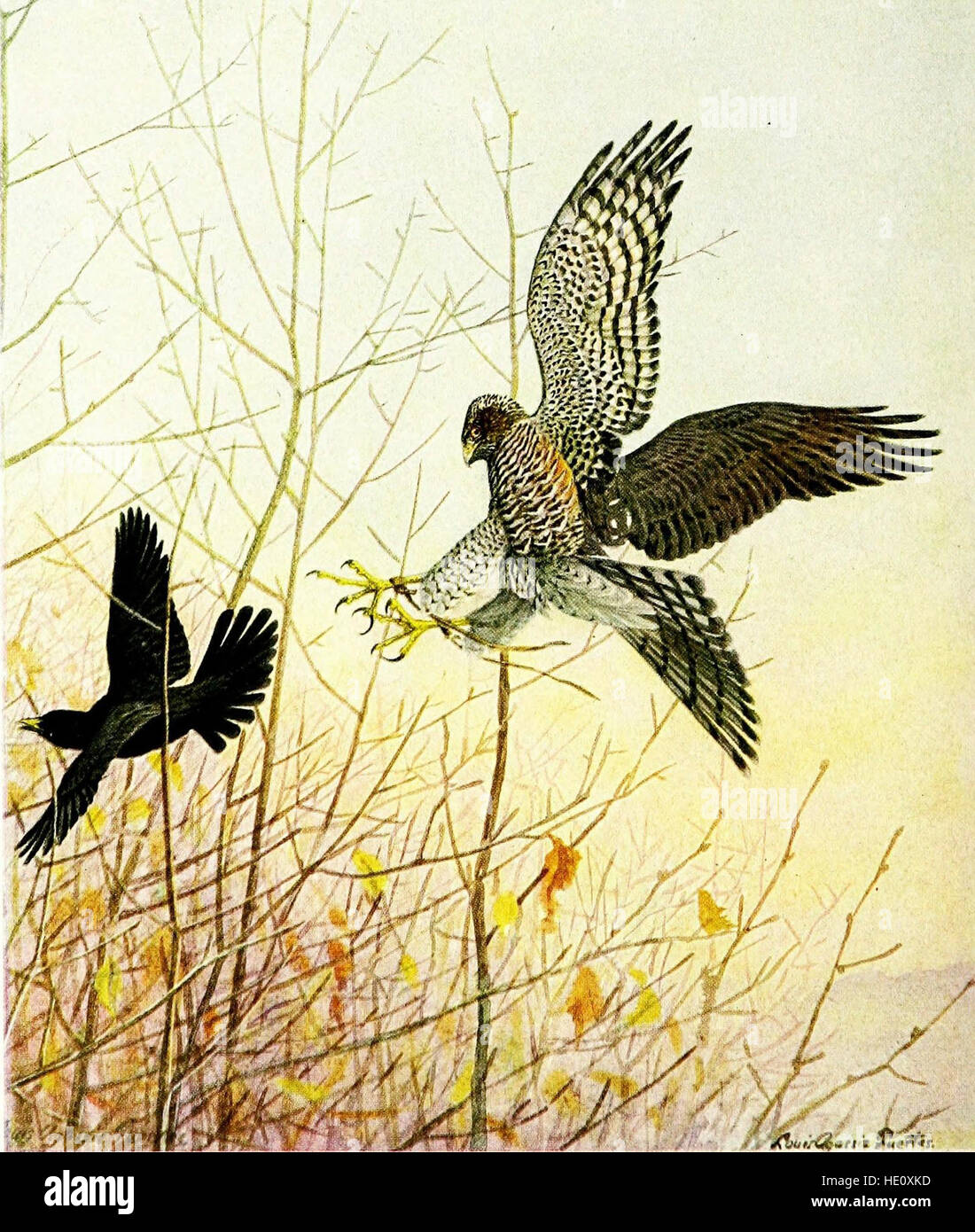 'Falconry, The Sport of Kings' (1920) explores the history, techniques ...