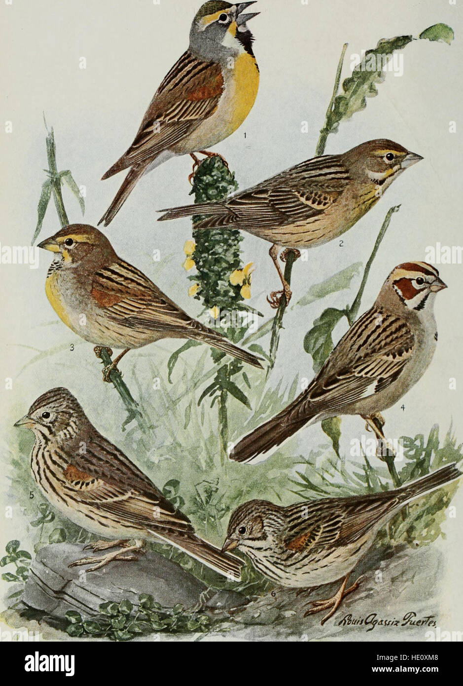 *Bird-lore* (1911) is a publication focusing on the study and ...