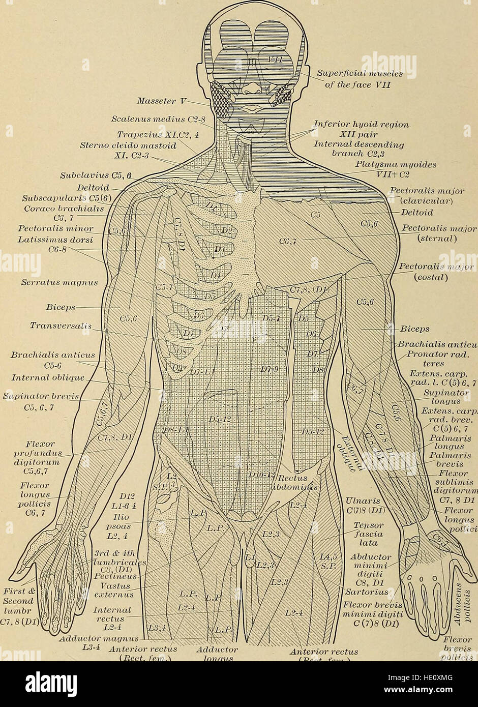 This 1915 textbook offers a comprehensive overview of diseases ...