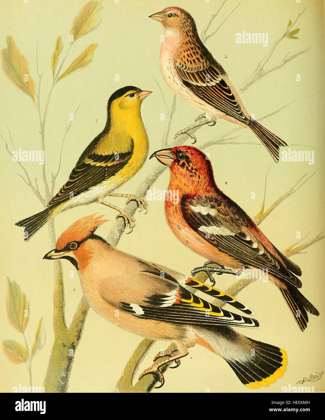 *The Illustrated Book of Canaries and Cage-Birds* (1878) is an ...