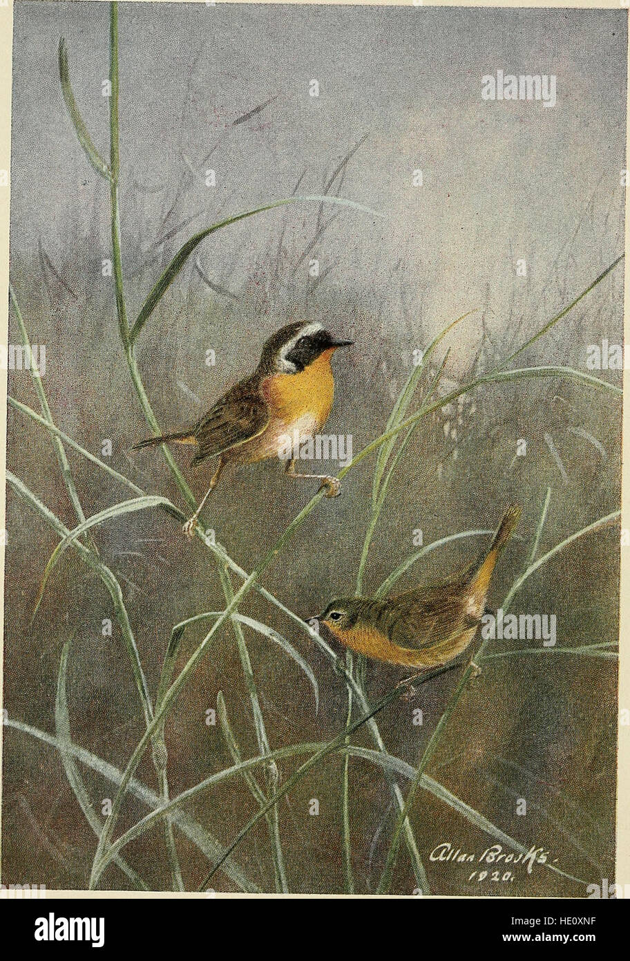 A 1922 publication focused on the study of birds. It includes ...