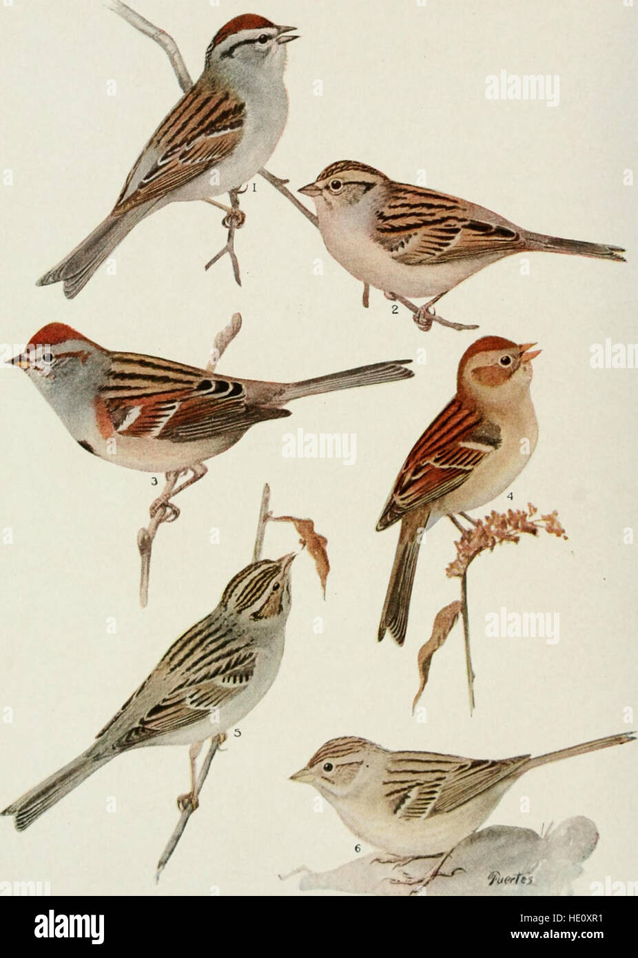 'Bird-lore' (1909) is a publication focused on the study and ...