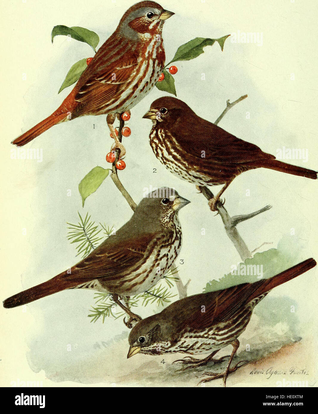 Bird lore (1913 Stock Photo - Alamy