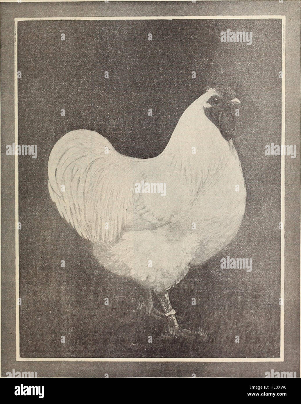 Poultry Fancier (1912) is a publication dedicated to the care, breeding ...