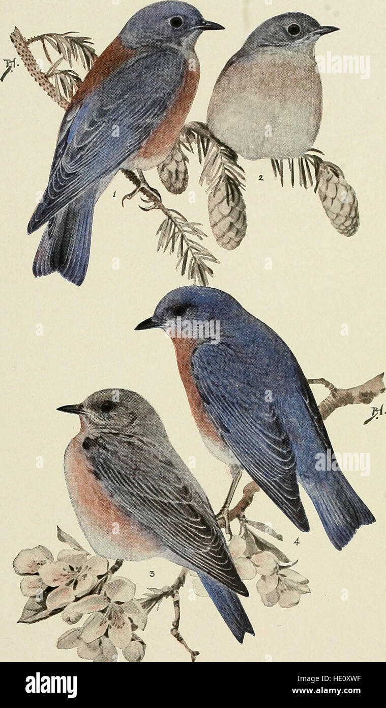 A 1907 publication dedicated to the study and documentation of birds ...