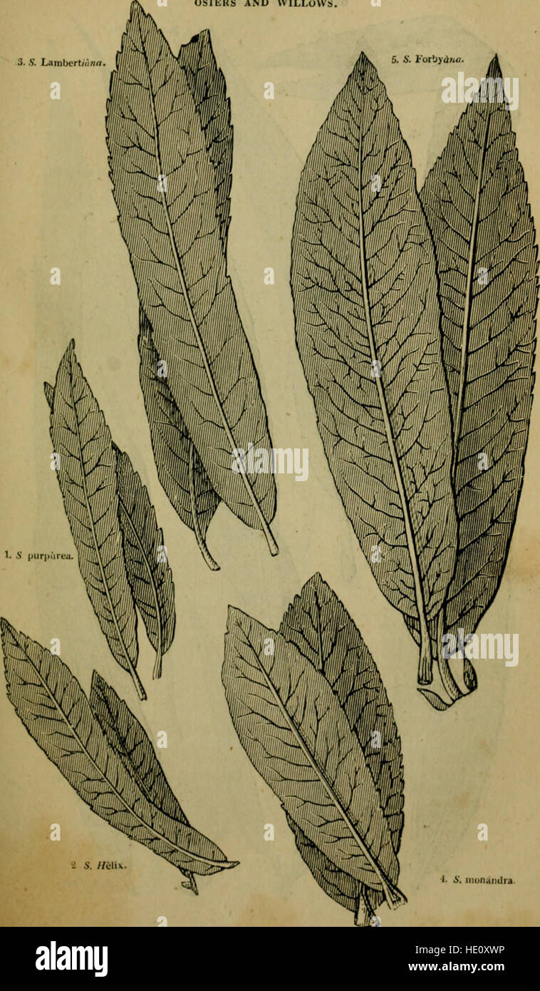 This detailed work on British trees and shrubs provides both botanical ...