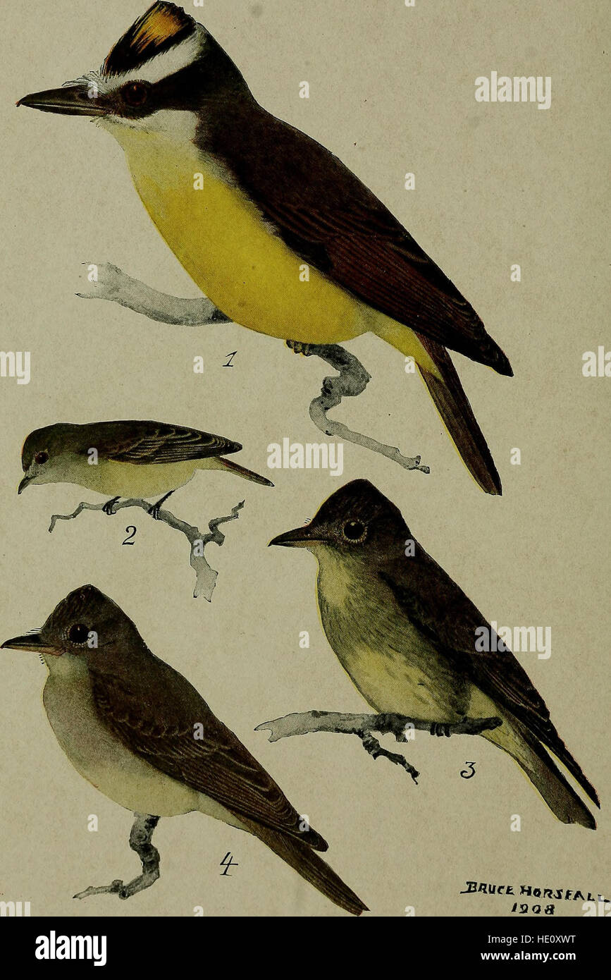 *Bird Lore*, published in 1908, covers a wide range of topics related ...