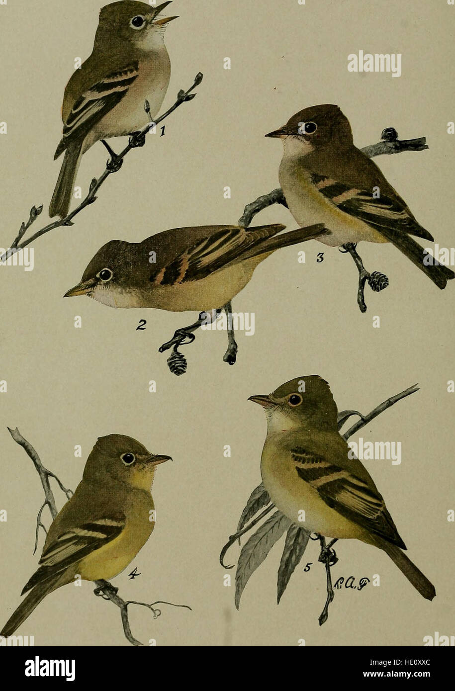 The 1908 edition of Bird Lore focuses on the study and observation of ...