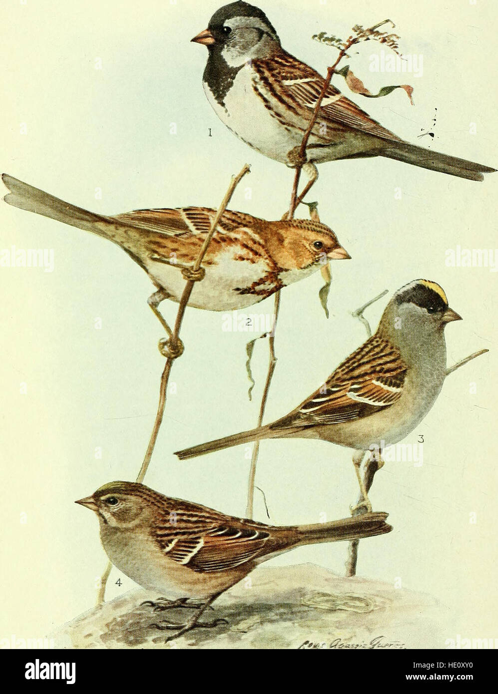 Bird Lore, published in 1913, is a periodical dedicated to the study ...