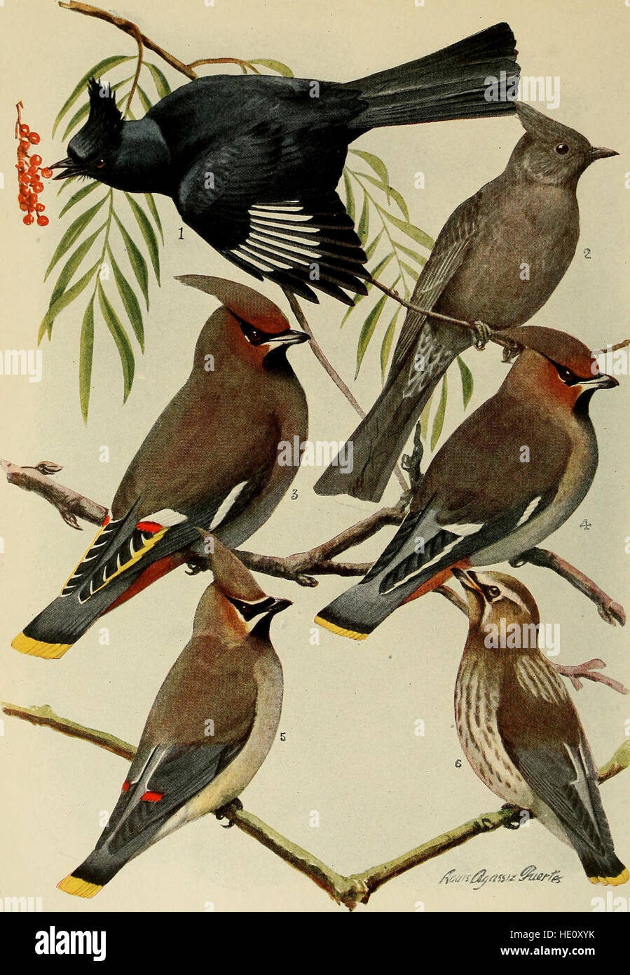 Bird lore (1918 Stock Photo - Alamy