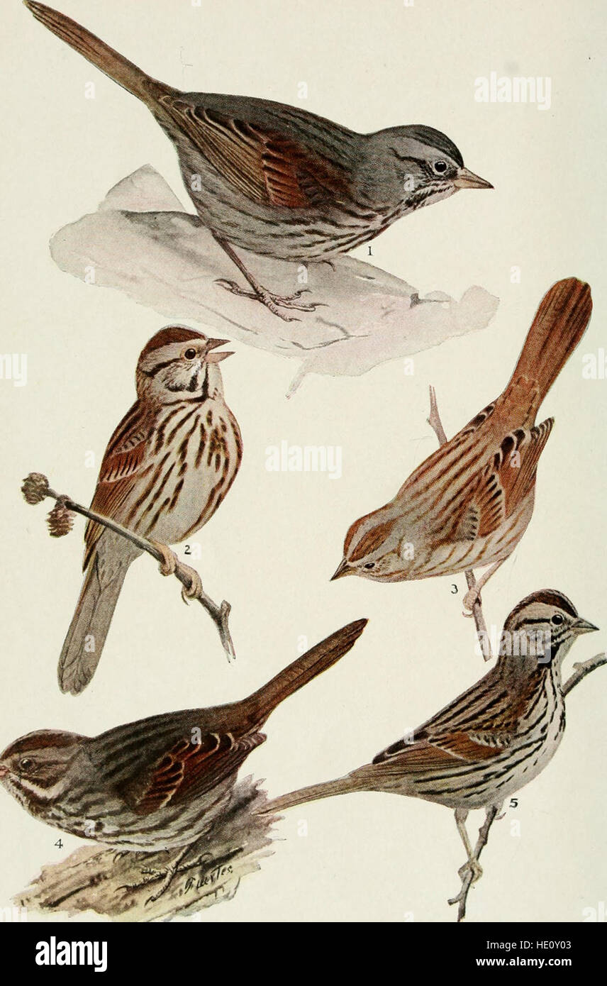 A 1910 publication focusing on bird study and conservation. The journal ...
