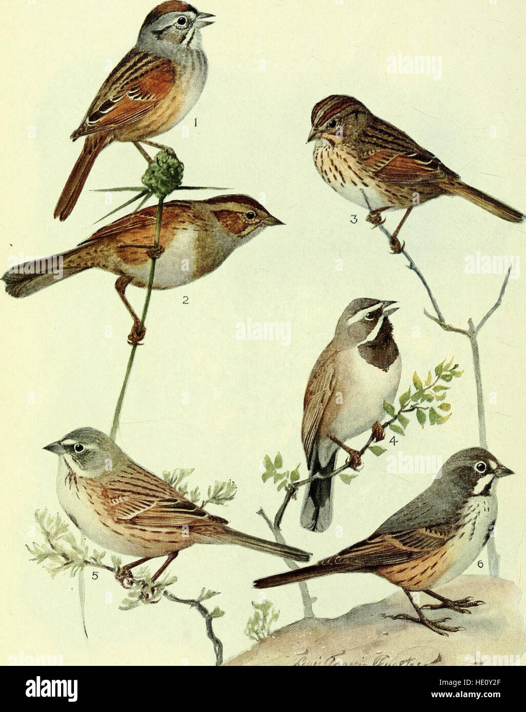 This 1913 periodical, 'Bird Lore,' focuses on the study of birds ...